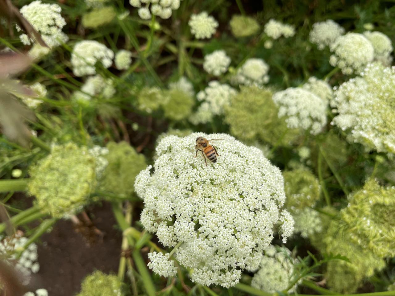 Jack sows seeds of success | Tasmanian Country Newspaper